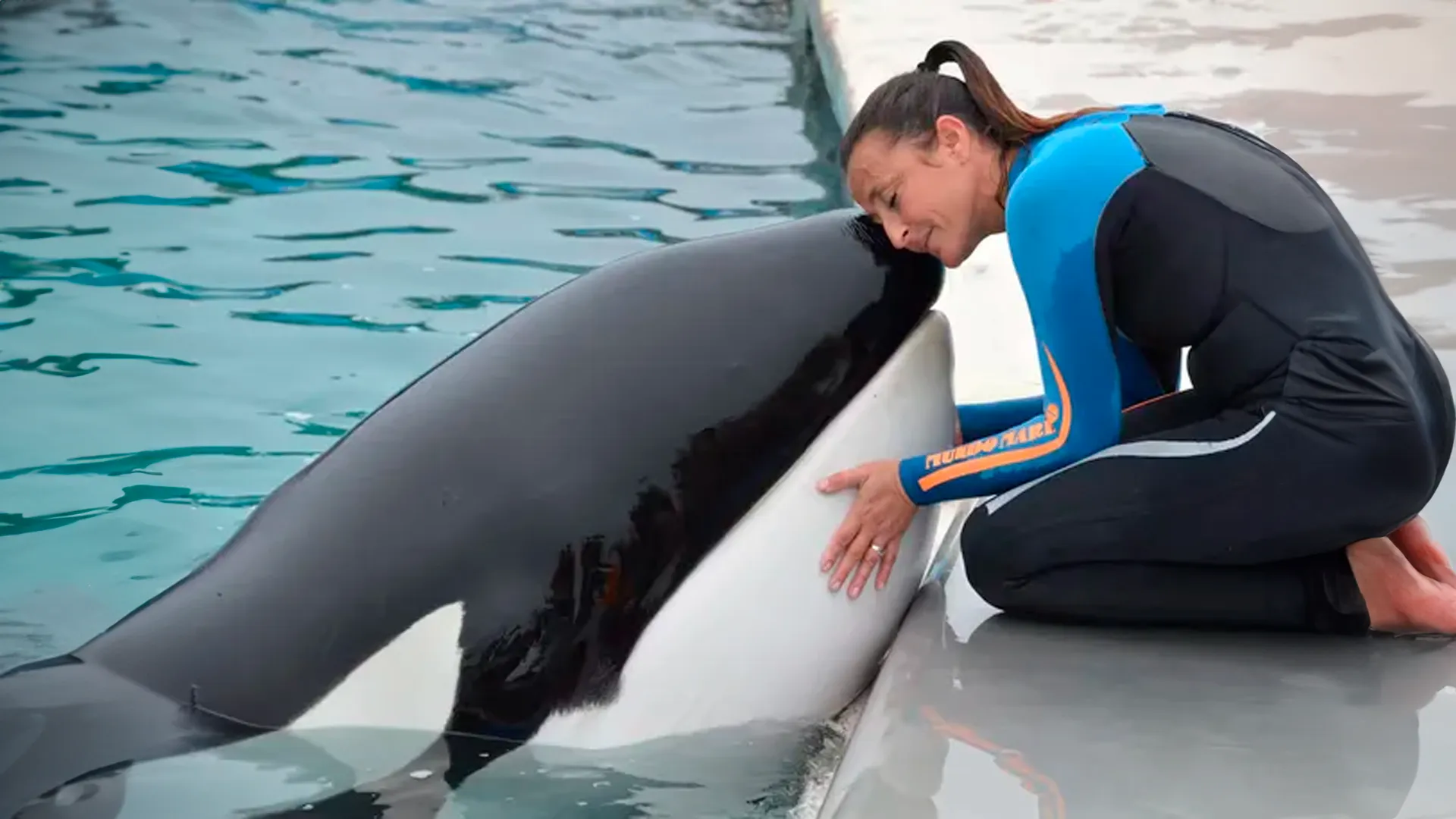 Murió Kshamenk, la famosa orca que pasó 33 años en cautiverio en Mundo ...
